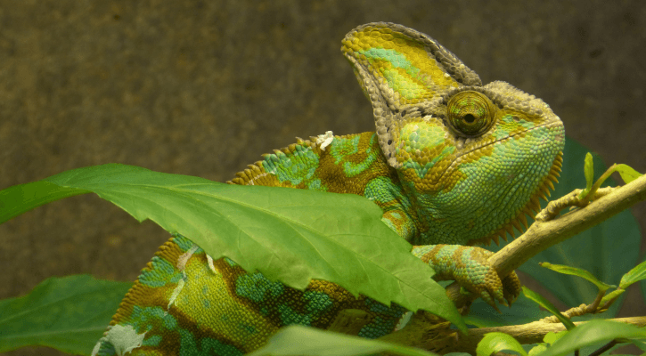 Pet Services Near Me 33410 - PGA Animal Clinic